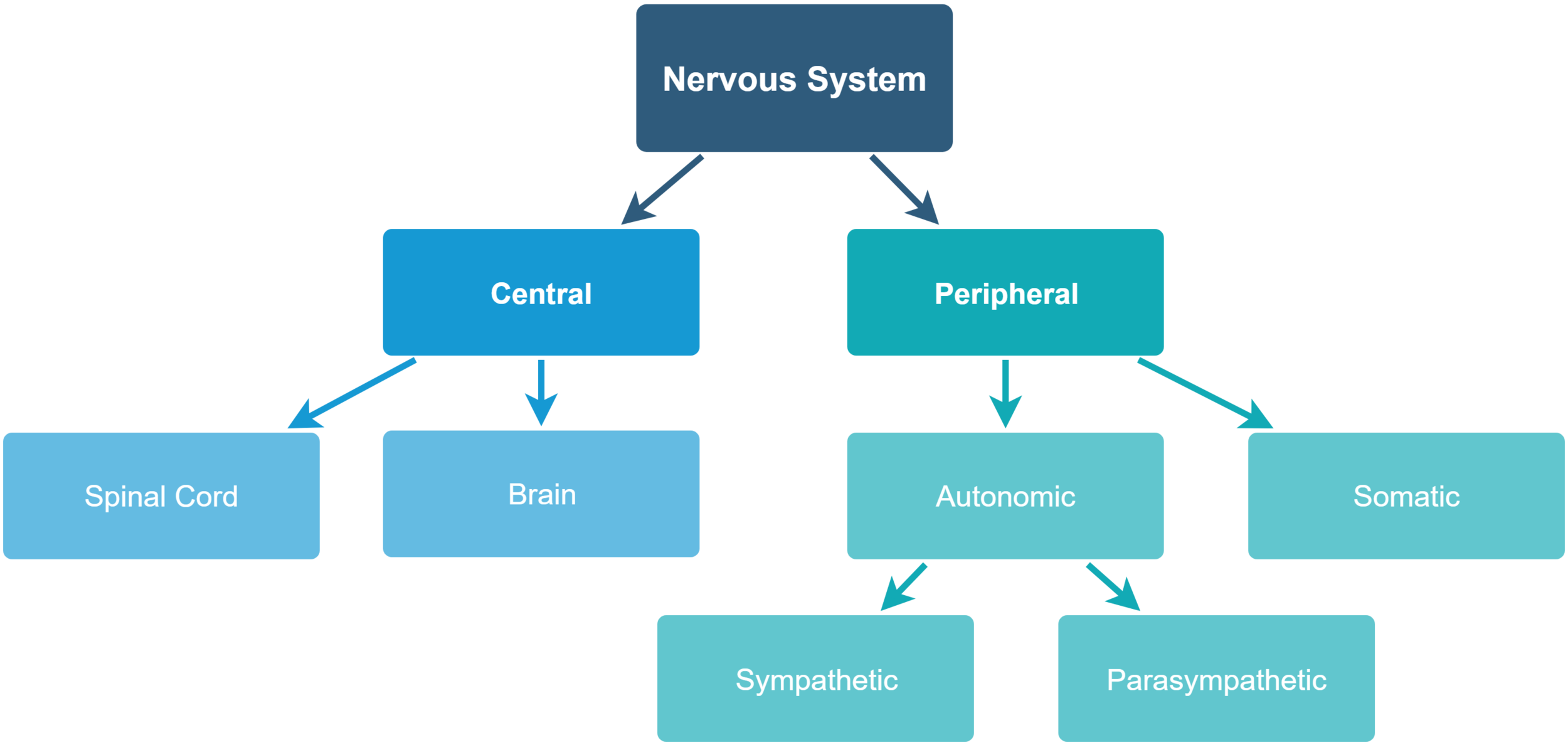 FIGHT or FLIGHT - The Anatomy of Stress — Animator Notebook