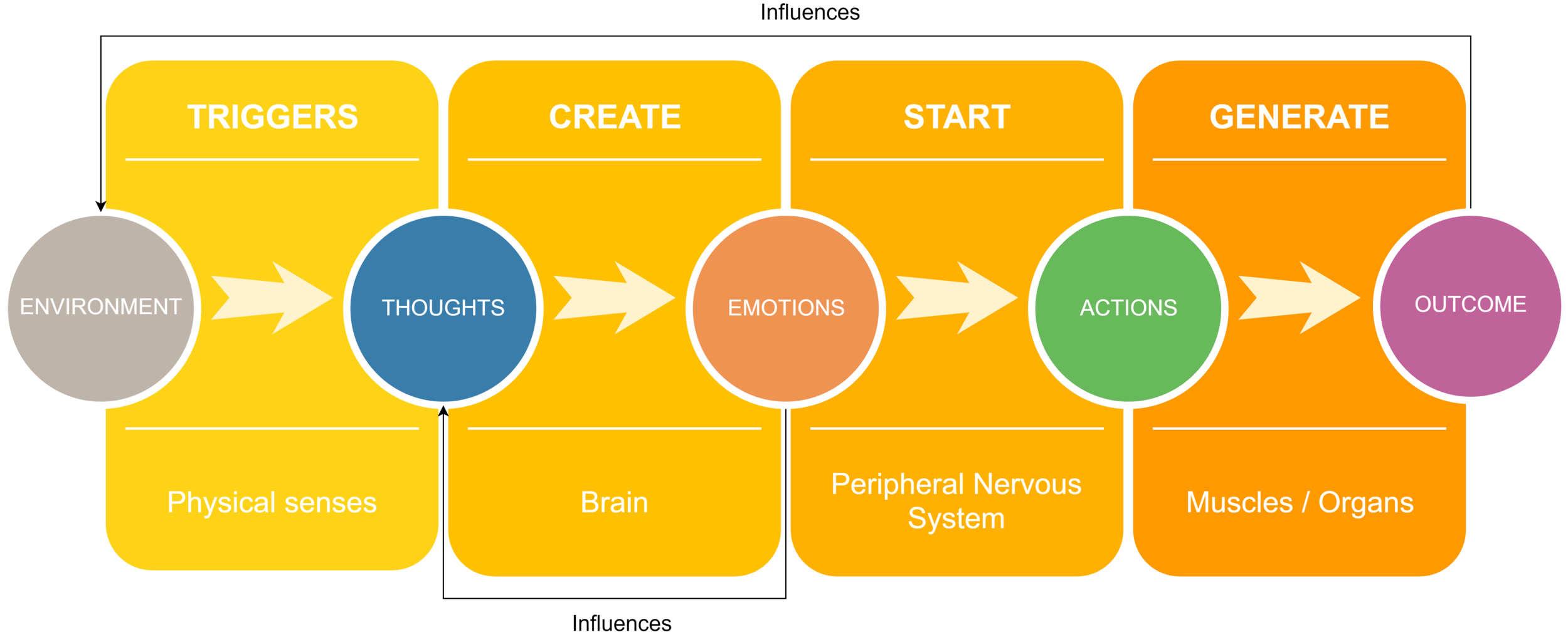 FIGHT or FLIGHT - The Anatomy of Stress — Animator Notebook
