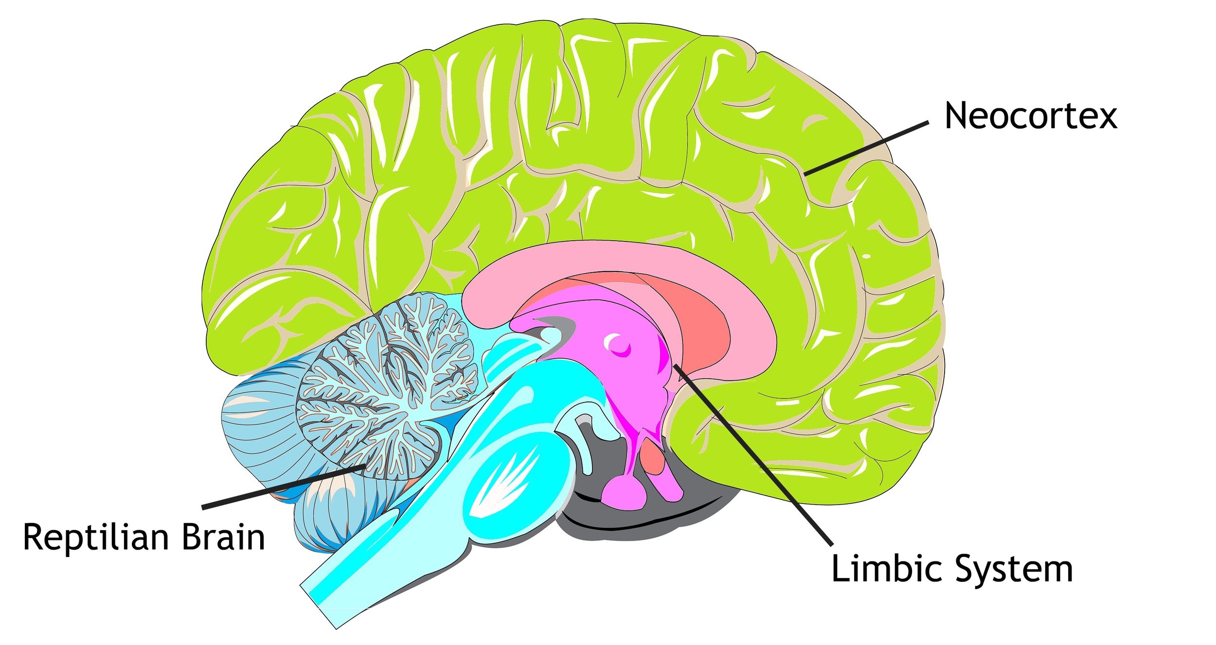 Reptilian Brain Model: Reptilian Brain In Humans – PCZXR