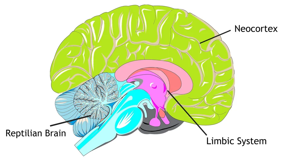 The Triune Brain — Animator Notebook