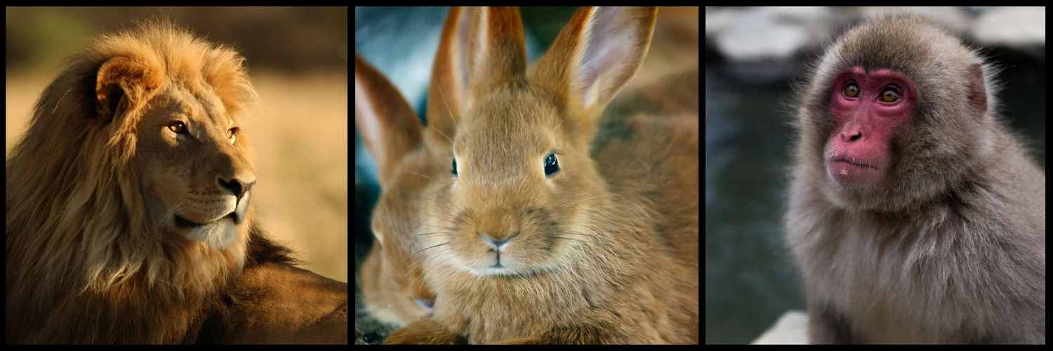 THE EVOLUTION OF THE EYE - How Anatomy Can Change Our Perception ...