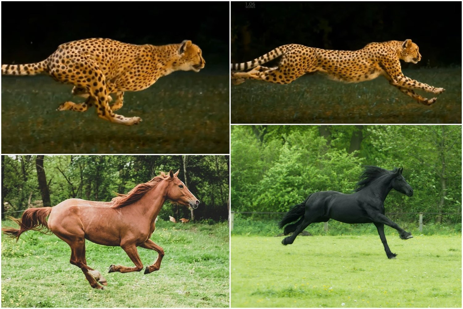 A GUIDE TO QUADRUPEDS’ GAITS - Walk, amble, trot, pace, canter, gallop ...