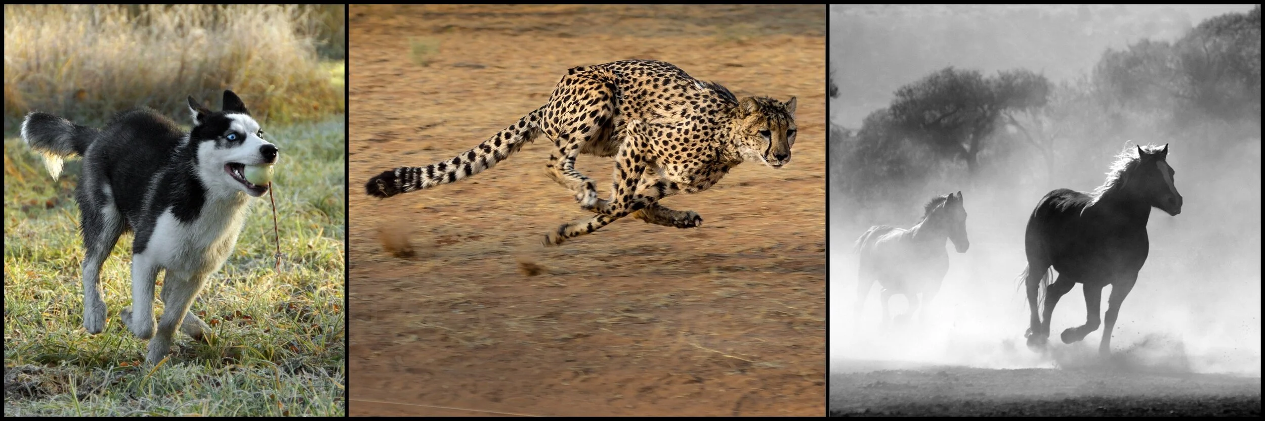 A GUIDE TO QUADRUPEDS’ GAITS - Walk, amble, trot, pace, canter, gallop ...