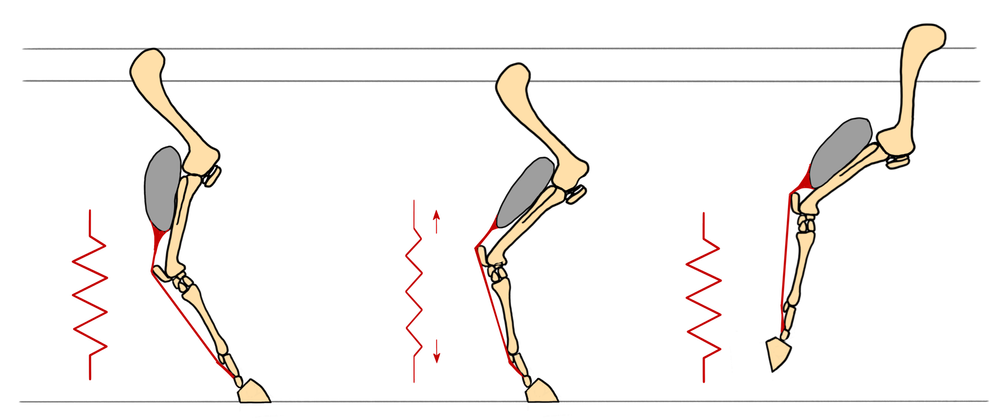 A GUIDE TO QUADRUPEDS’ GAITS - Walk, amble, trot, pace, canter, gallop ...