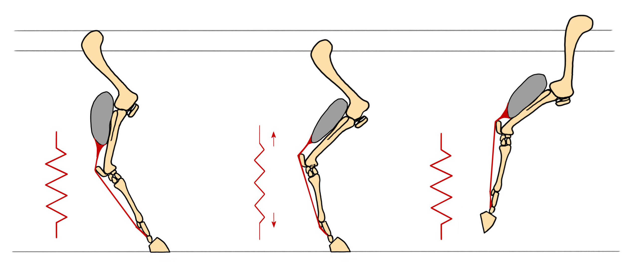 A GUIDE TO QUADRUPEDS’ GAITS - Walk, amble, trot, pace, canter, gallop ...