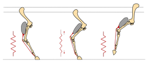 A GUIDE TO QUADRUPEDS’ GAITS - Walk, amble, trot, pace, canter, gallop ...