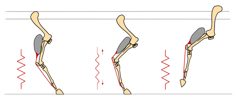 A GUIDE TO QUADRUPEDS’ GAITS - Walk, amble, trot, pace, canter, gallop ...