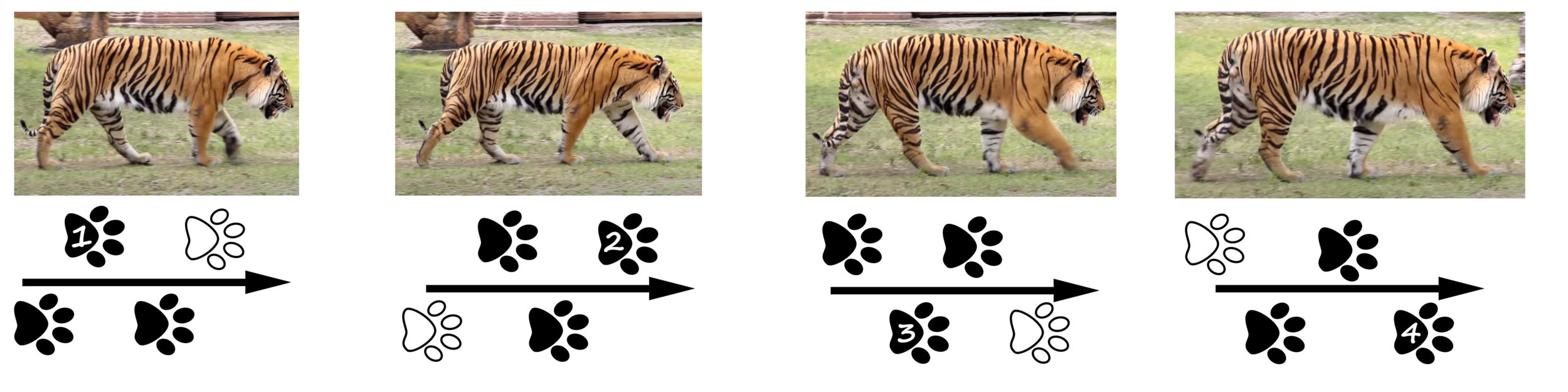 A GUIDE TO QUADRUPEDS’ GAITS - Walk, amble, trot, pace, canter, gallop ...