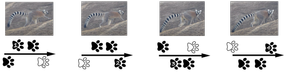 A GUIDE TO QUADRUPEDS’ GAITS - Walk, amble, trot, pace, canter, gallop ...