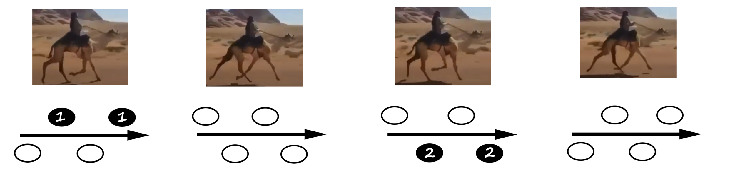 A GUIDE TO QUADRUPEDS’ GAITS - Walk, amble, trot, pace, canter, gallop ...