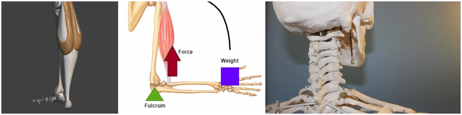 Anatomy in Motion #3: Levers and Muscle Architecture — Animator Notebook