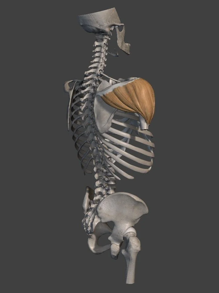 Anatomy in Motion #2: Rules of Muscles — Animator Notebook