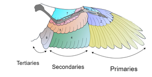 An unnecessarily drawn-out analysis of bird flight for animation ...