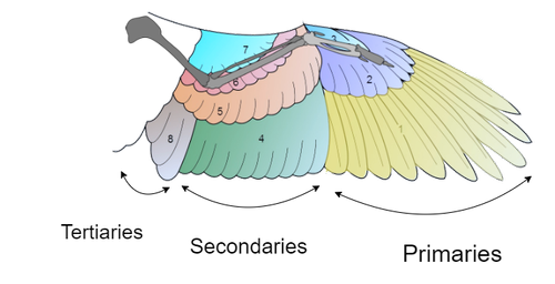 An unnecessarily drawn-out analysis of bird flight for animation — Animator Notebook