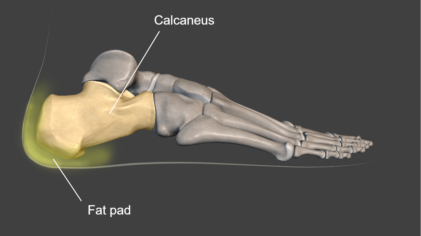 THE MOVING BODY - Walking Gait Analysis (Part II): Gait goals and ...