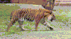 A GUIDE TO QUADRUPEDS’ GAITS - Walk, amble, trot, pace, canter, gallop ...