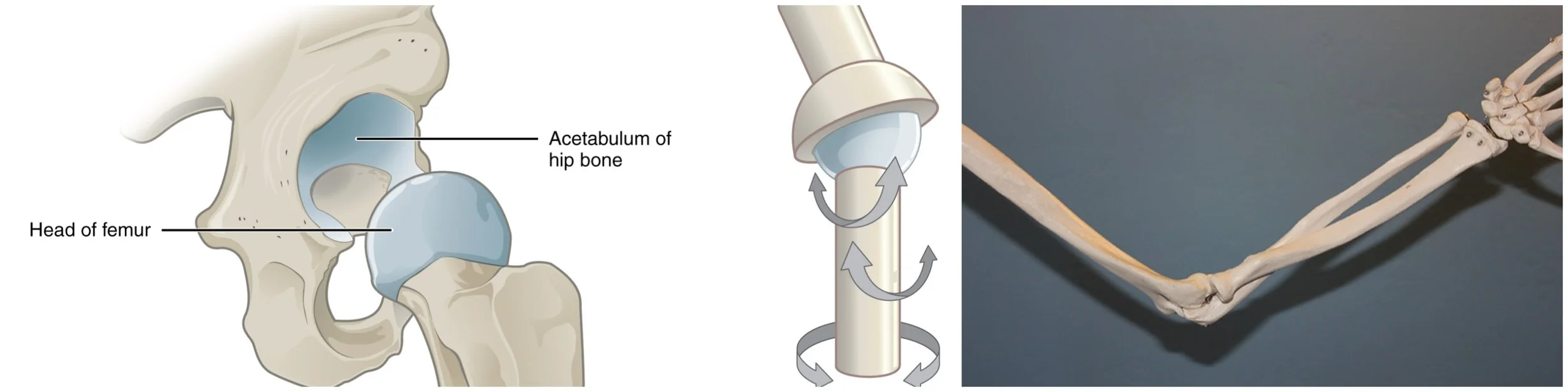 Anatomy in Motion #1: Intro to Bones and Joints — Animator Notebook