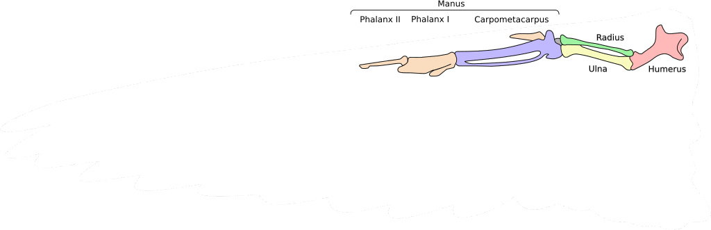 An unnecessarily drawn-out analysis of bird flight for animation ...