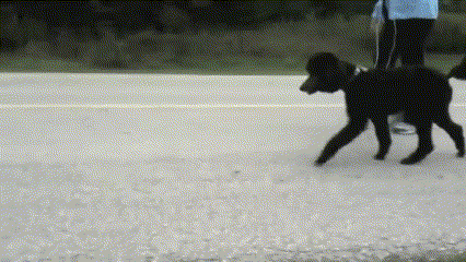 A GUIDE TO QUADRUPEDS’ GAITS - Walk, amble, trot, pace, canter, gallop ...