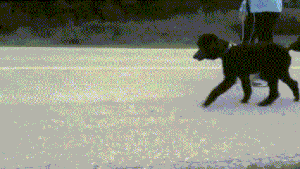 A GUIDE TO QUADRUPEDS’ GAITS - Walk, amble, trot, pace, canter, gallop ...