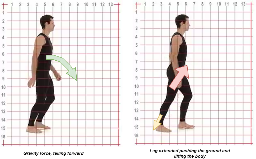 THE MOVING BODY - Walking Gait Analysis for Animation (Part I ...