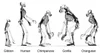 THE MOVING BODY - Walking Gait Analysis for Animation (Part I ...