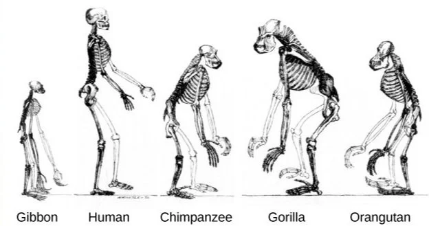 THE MOVING BODY - Walking Gait Analysis for Animation (Part I) — Animator Notebook