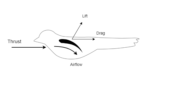 An unnecessarily drawn-out analysis of bird flight for animation ...