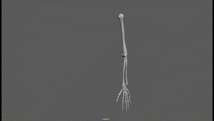 Anatomy in Motion #1: Intro to Bones and Joints — Animator Notebook