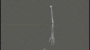 Anatomy in Motion #1: Intro to Bones and Joints — Animator Notebook