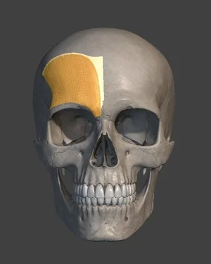 Anatomy in Motion #2: Rules of Muscles — Animator Notebook