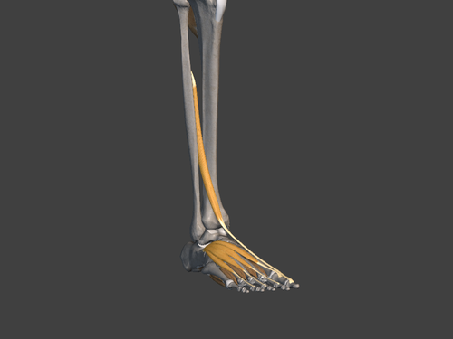 THE MOVING BODY - Walking Gait Analysis (Part II): Gait goals and ...
