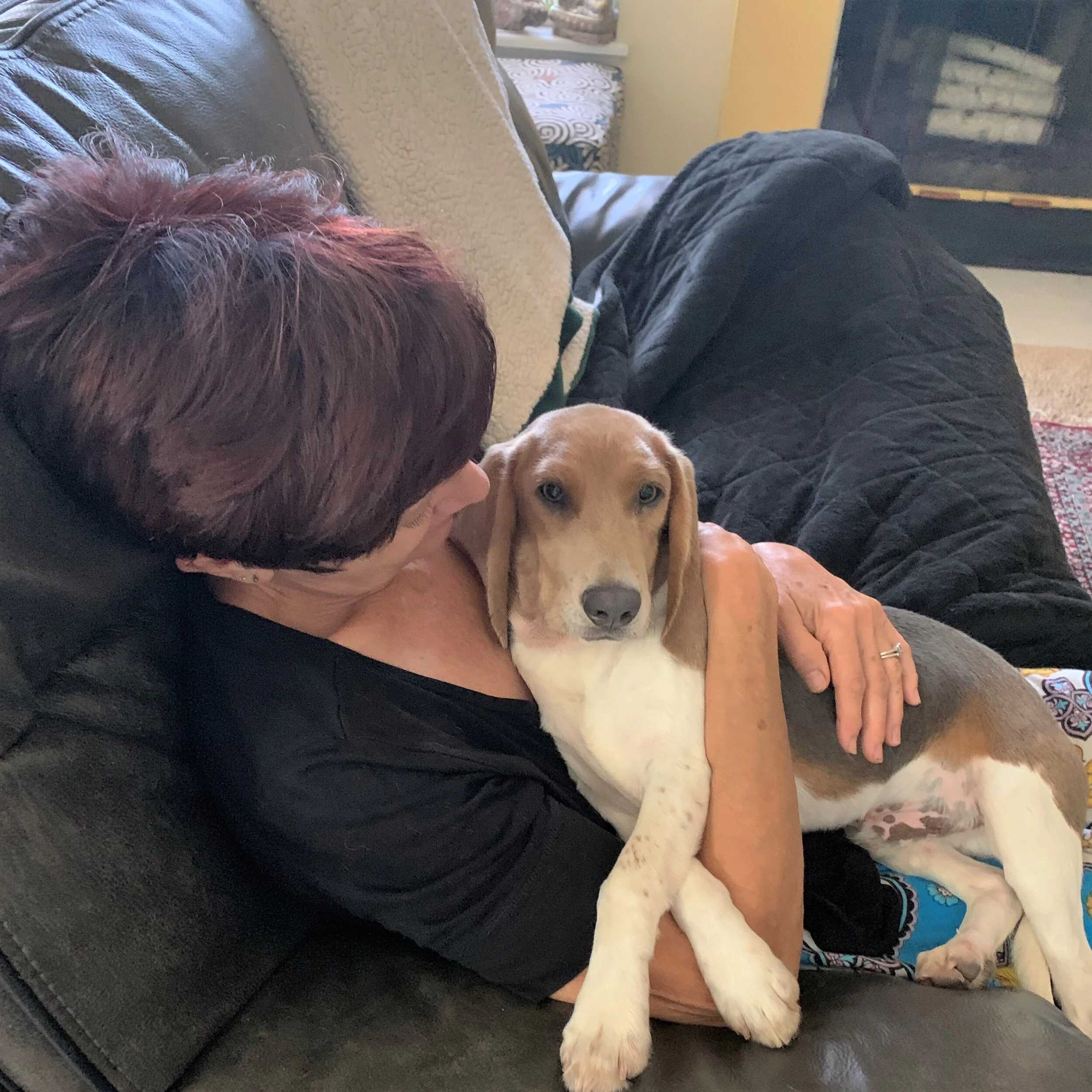 Happy Families — Southern Sunshine Beagles