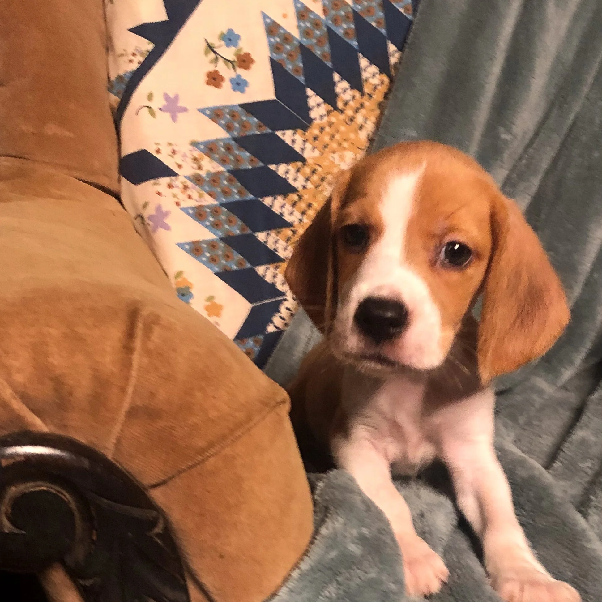 Southern Sunshine Beagles