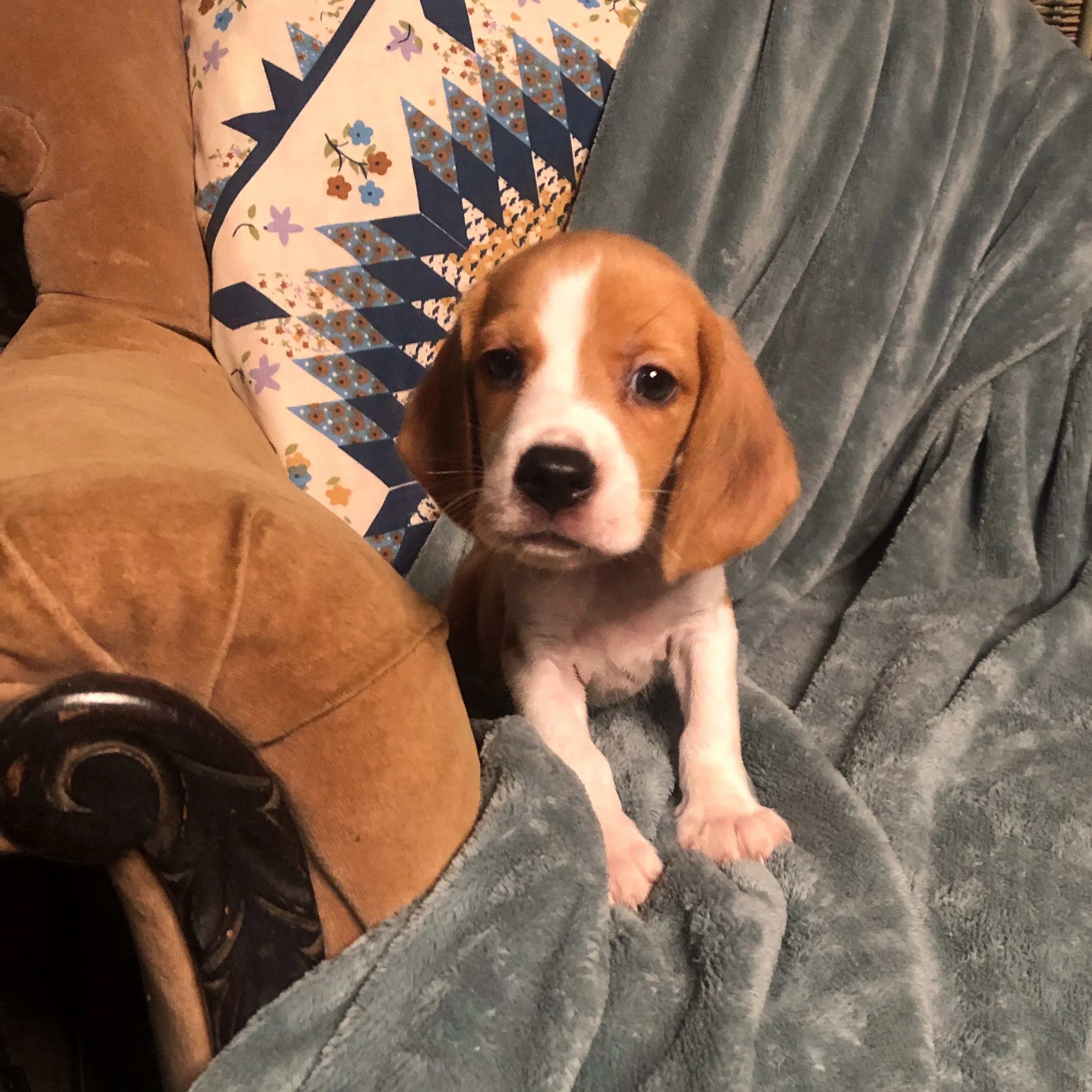 Southern Sunshine Beagles