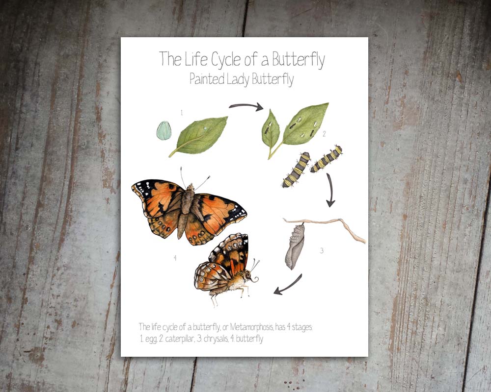 Minibeast Nature Study Vol. 1 — Stephanie Hathaway Designs