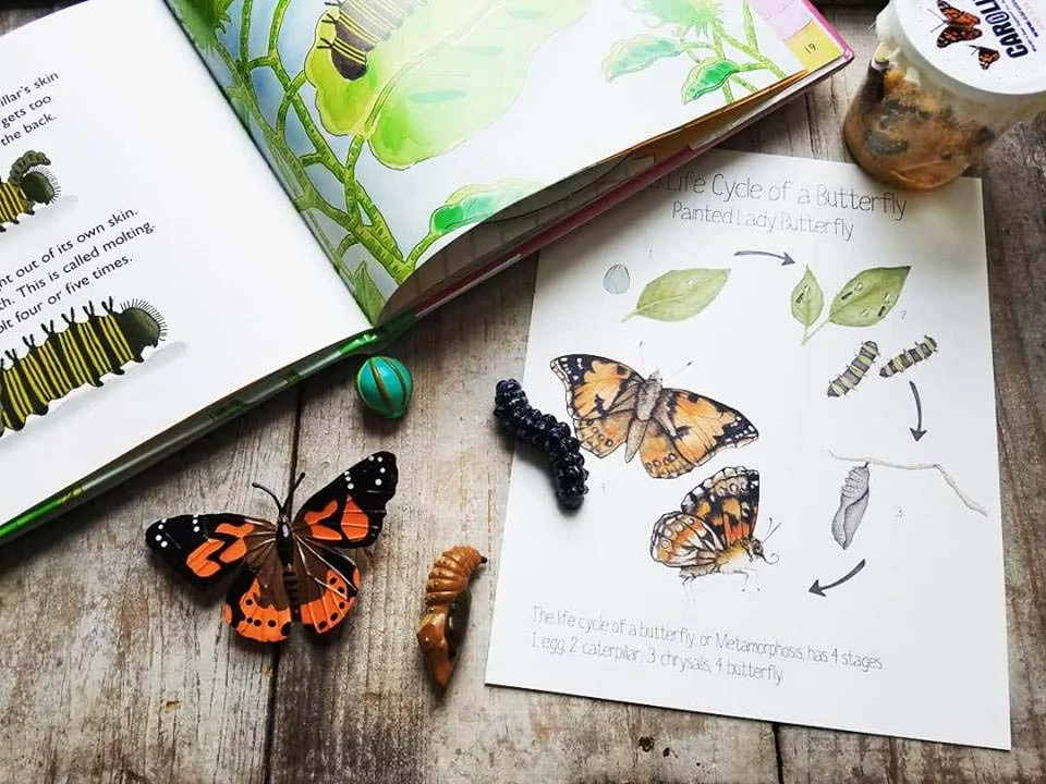 Minibeast Nature Study Vol. 1 — Stephanie Hathaway Designs
