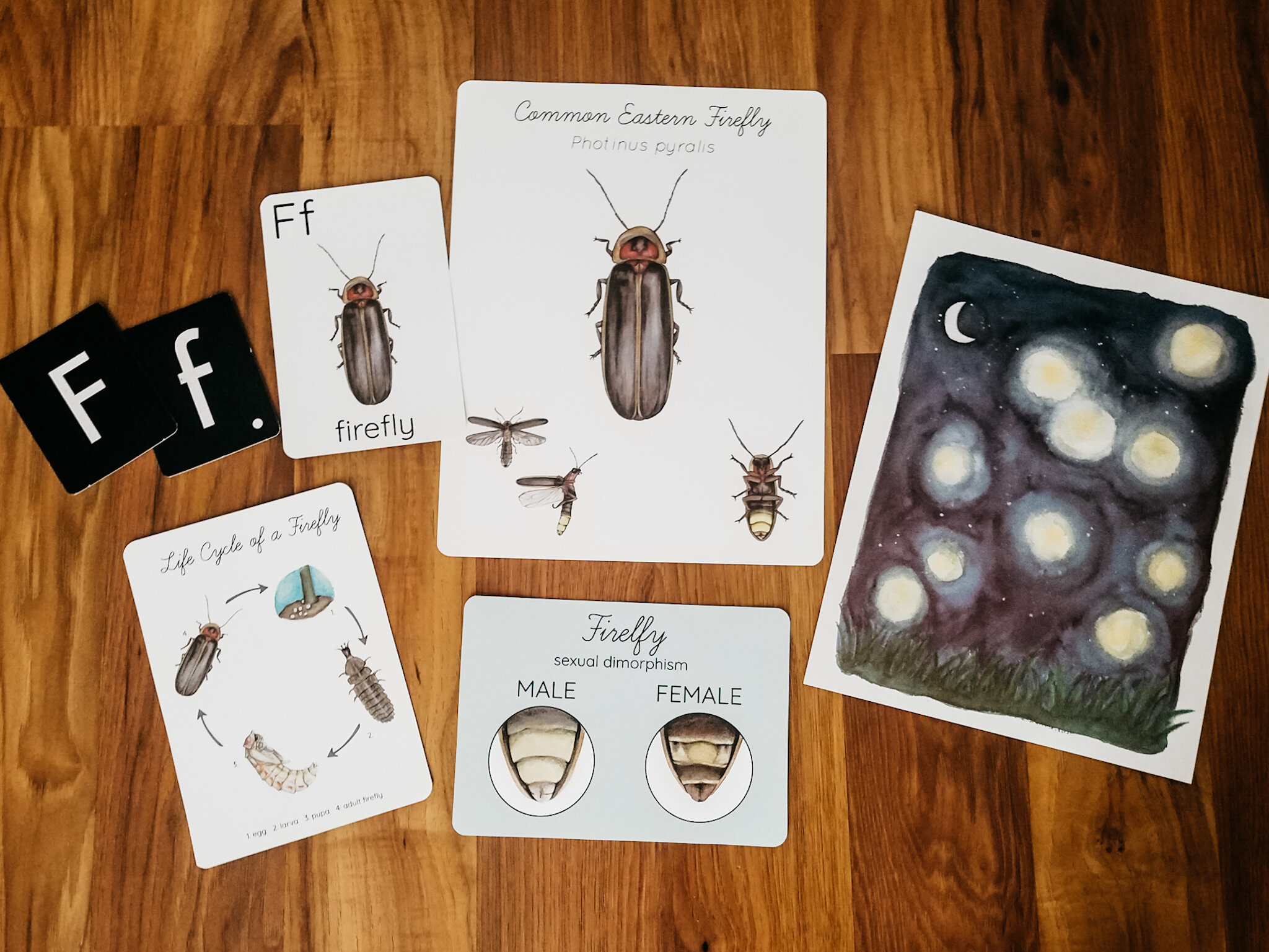 Minibeast Nature Study Vol. 1 — Stephanie Hathaway Designs