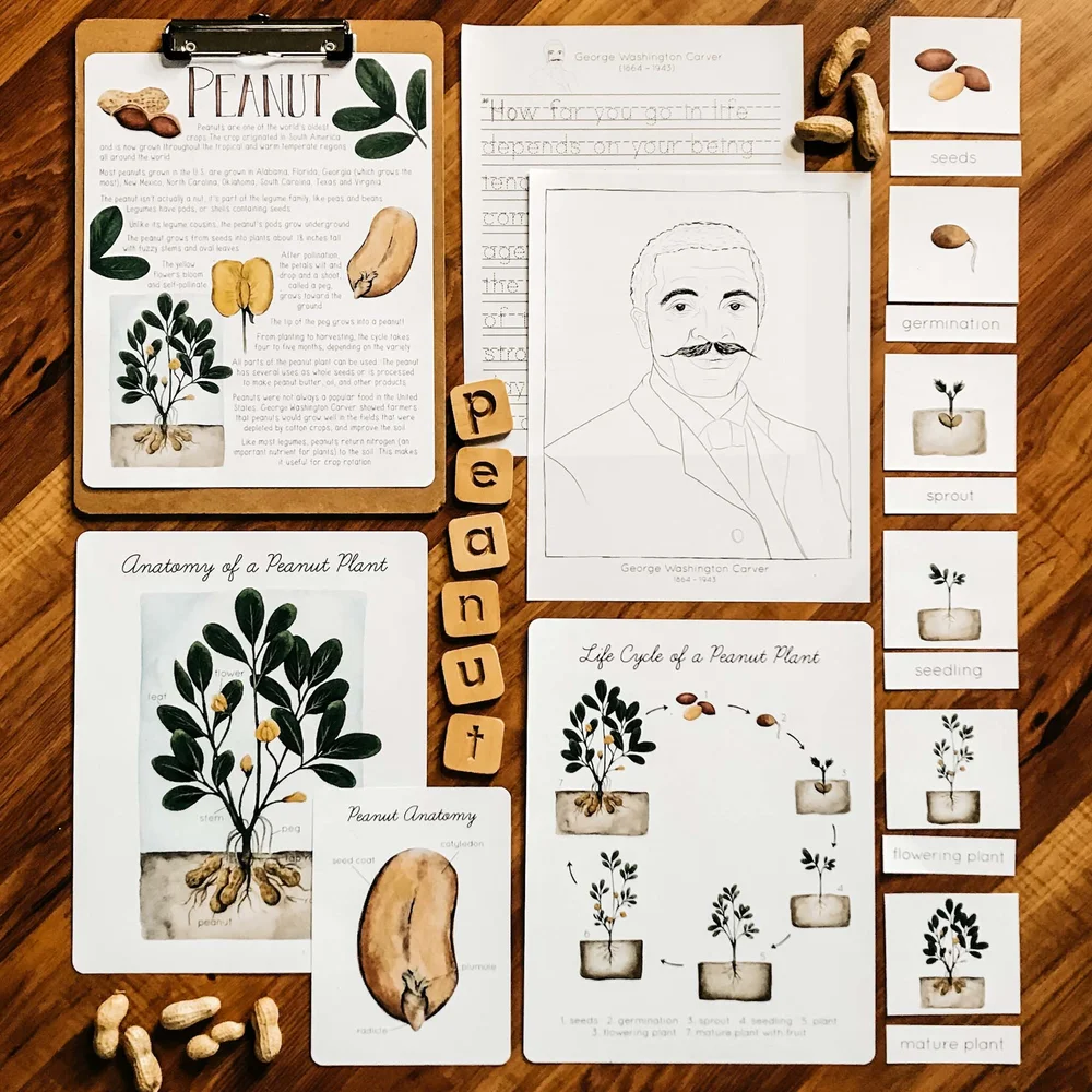 Mushroom Unit Study — Stephanie Hathaway Designs