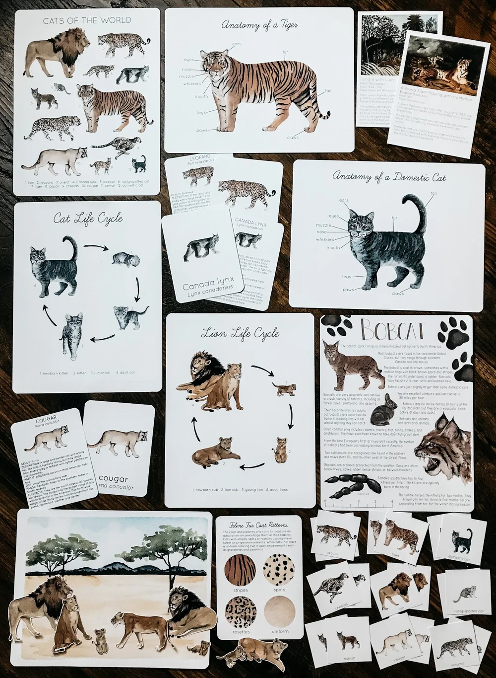 Amphibian Unit Study — Stephanie Hathaway Designs
