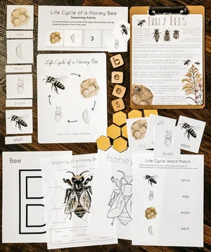 Bee Unit Study — Stephanie Hathaway Designs