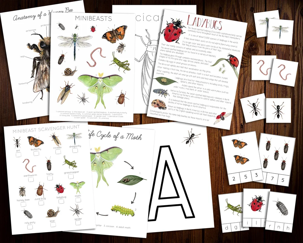 Firefly Unit Study — Stephanie Hathaway Designs