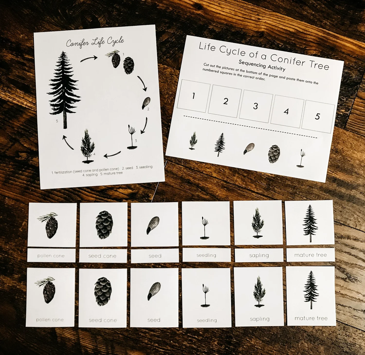 Life Cycle Of A Pine Tree Worksheet