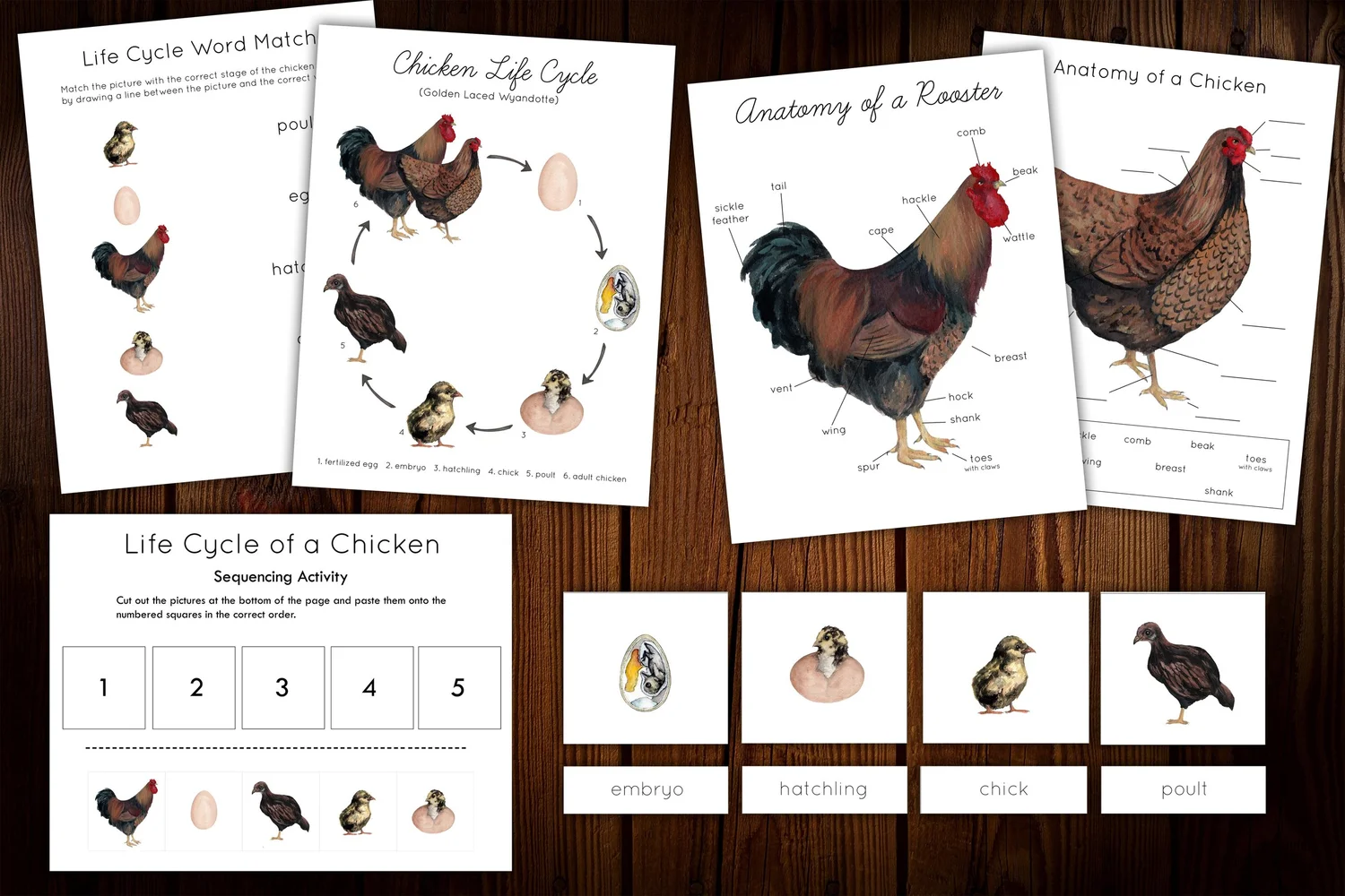 Life Cycle Of A Chicken Poster