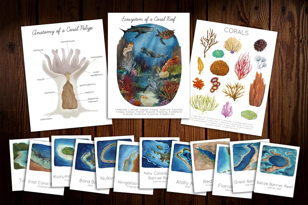 Ecosystem Bundle 2 — Stephanie Hathaway Designs