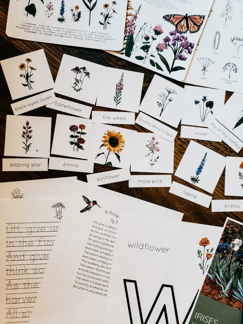 Mushroom Unit Study — Stephanie Hathaway Designs