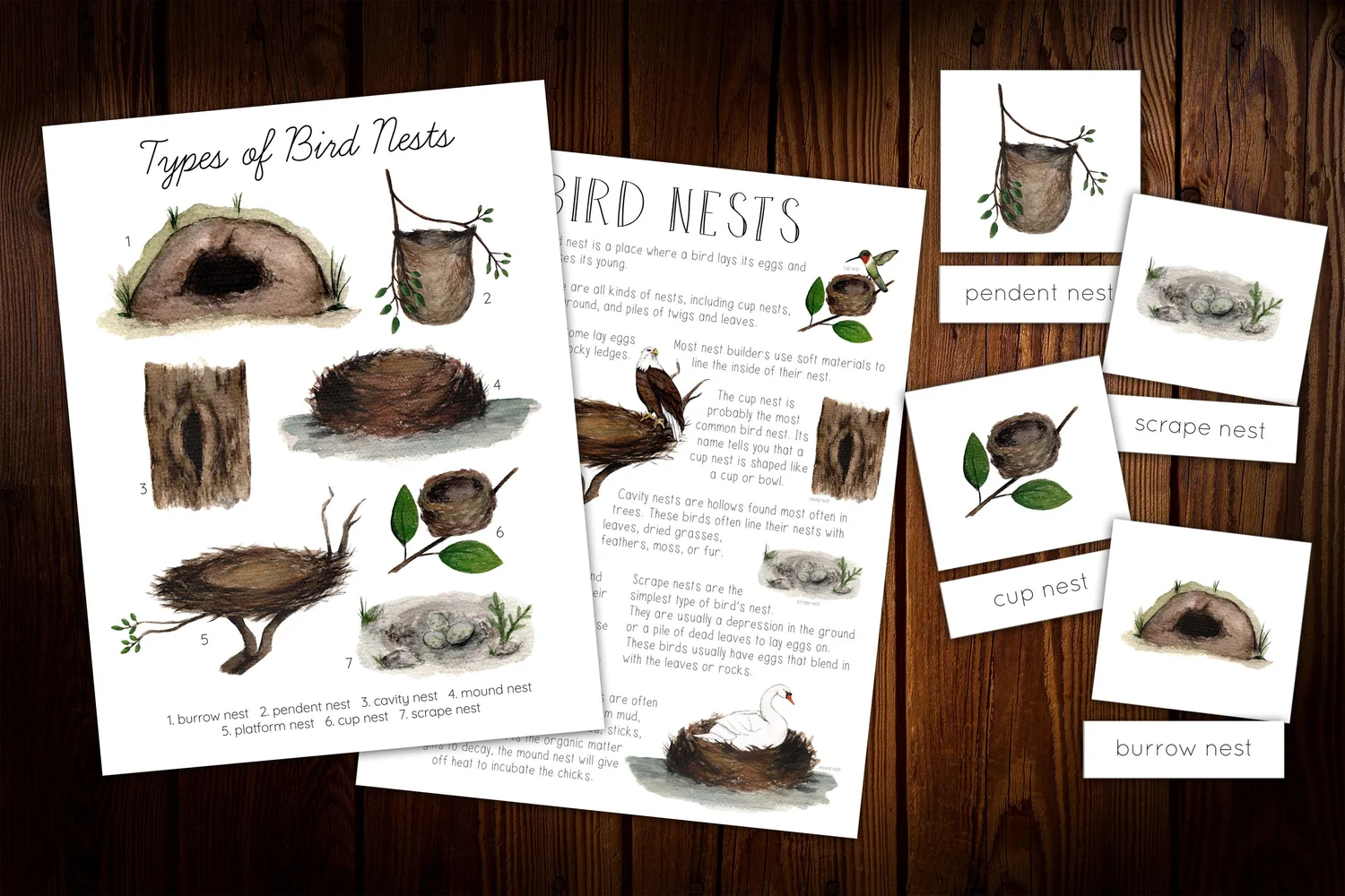 Different Types Of Birds Nests 19 Vintage Bird Nests 6 Inch Digital