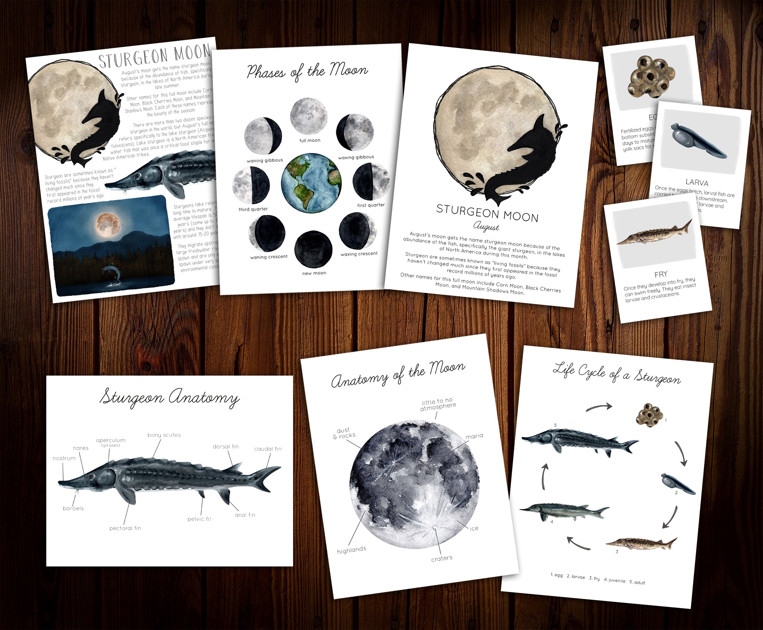 Ocean Nature Study Bundle — Stephanie Hathaway Designs