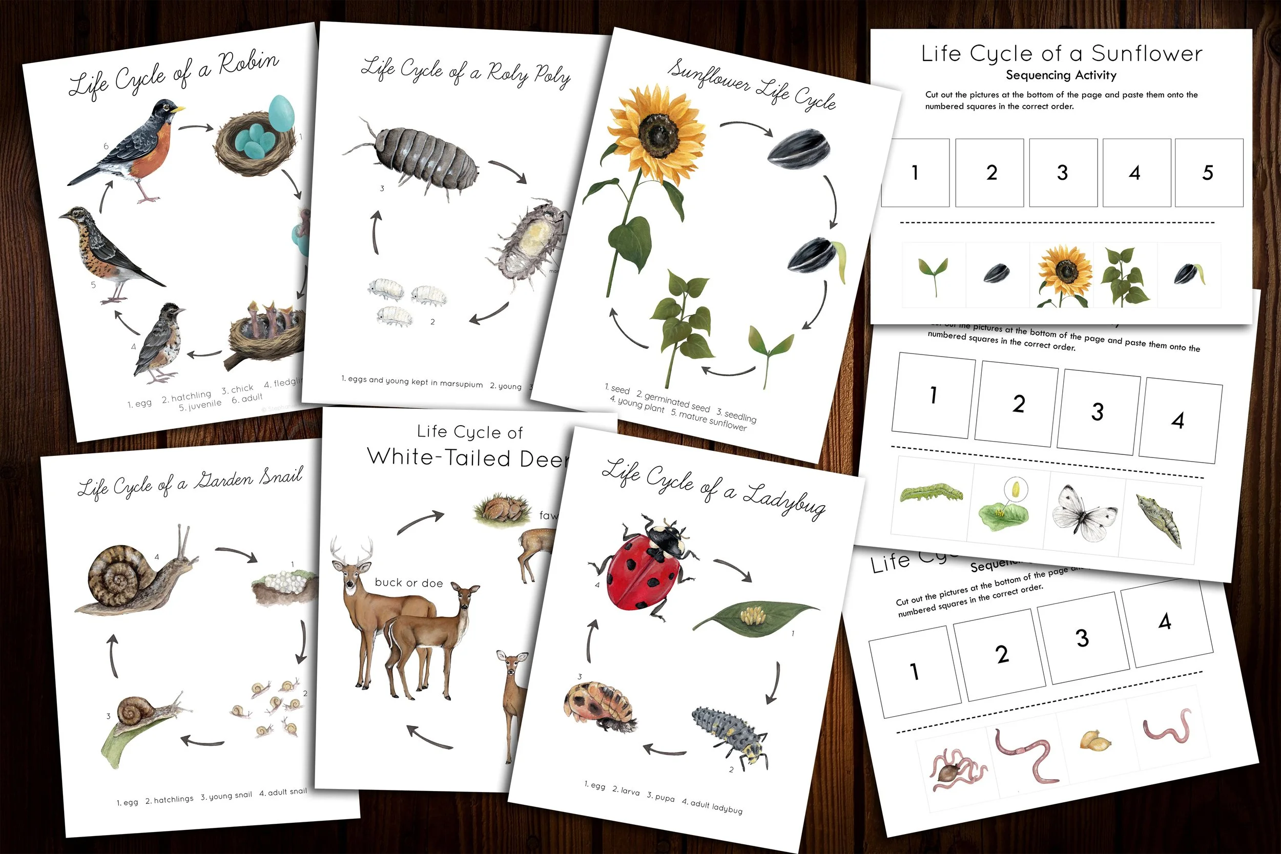 Egg Nature Study — Stephanie Hathaway Designs