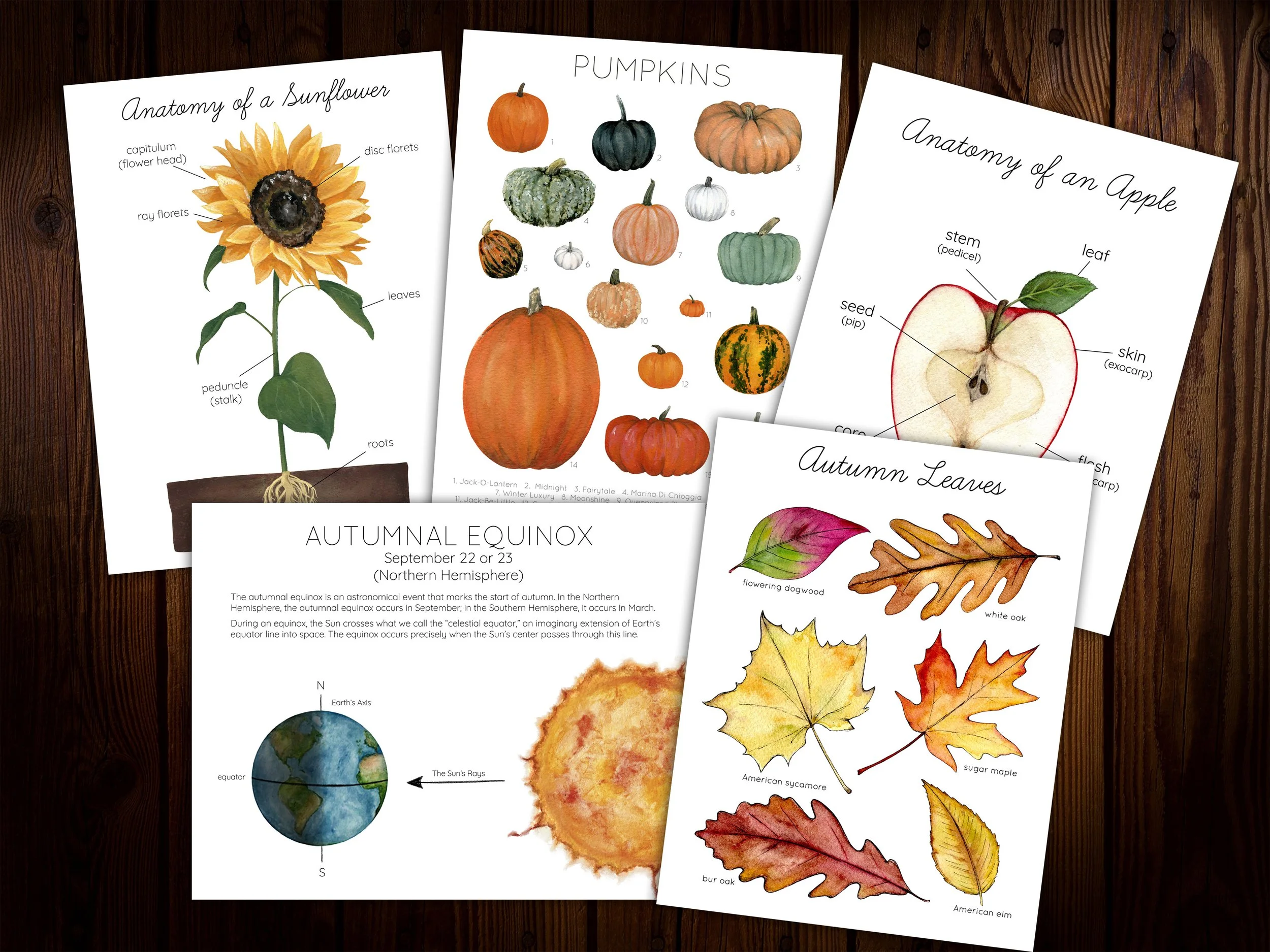 Ocean Nature Study Bundle — Stephanie Hathaway Designs